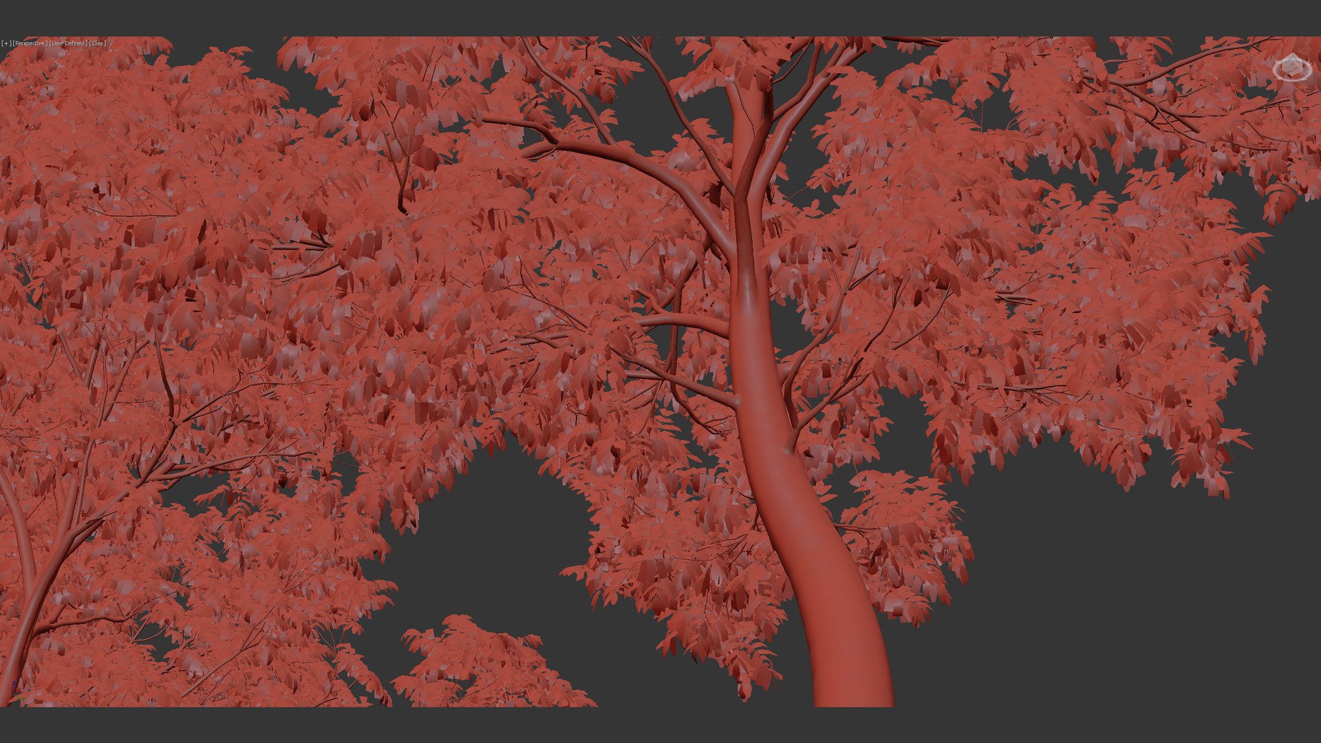 3D Fraxinus Excelsior European Ash 02 Model - TurboSquid 2081149