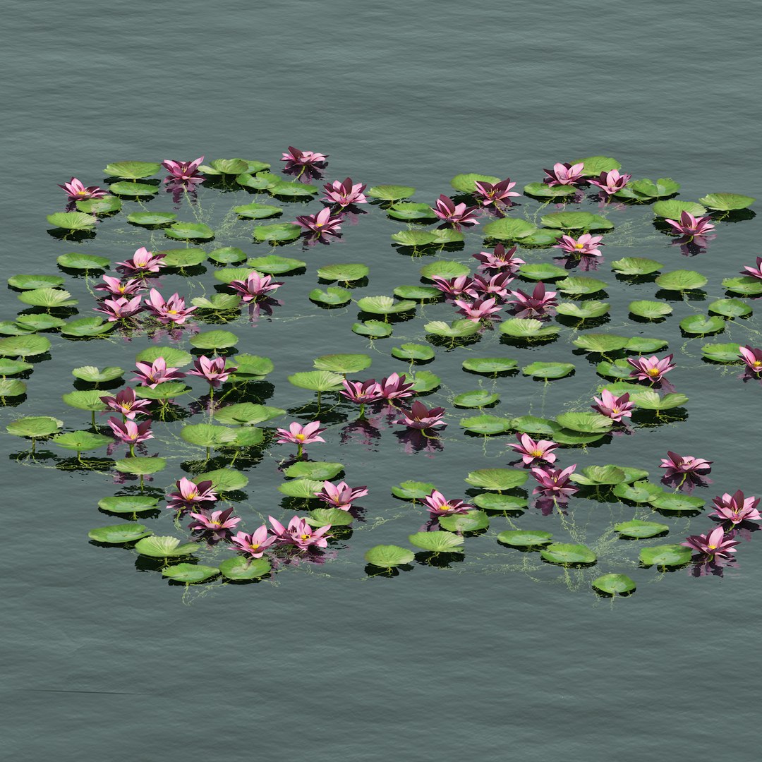Sacred lotus flower 3D - TurboSquid 2002173