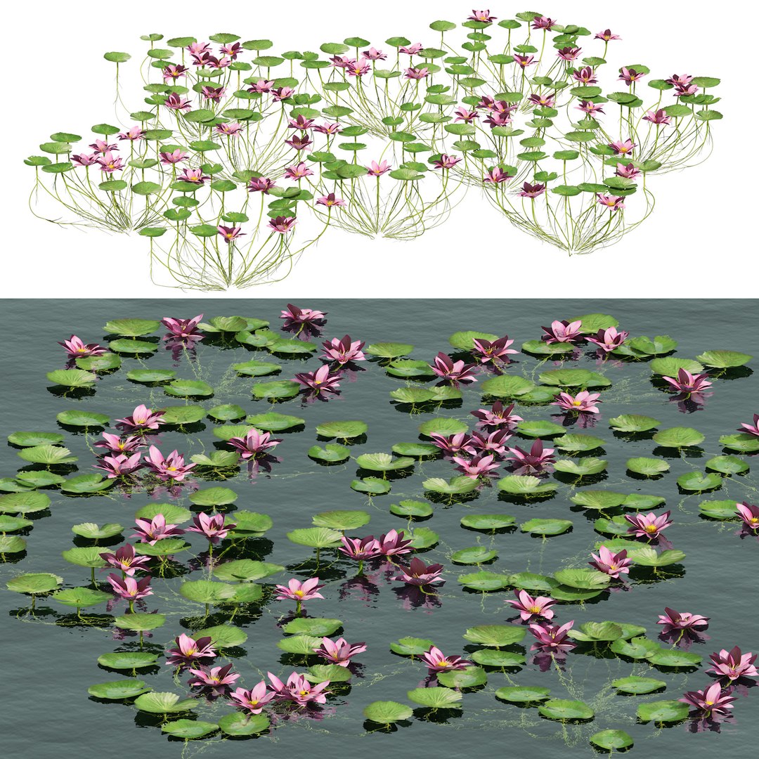 Sacred lotus flower 3D - TurboSquid 2002173