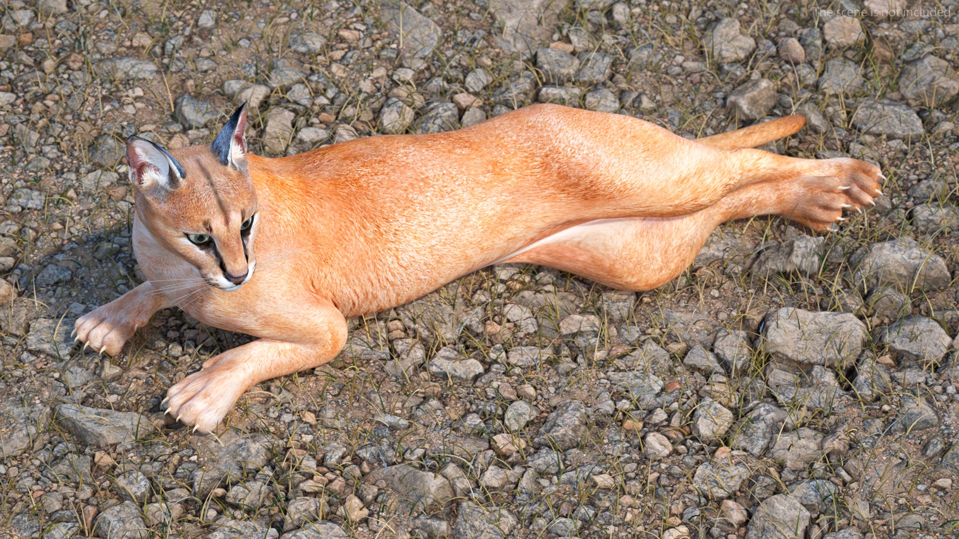 Caracal Cat Resting Model - TurboSquid 2183315