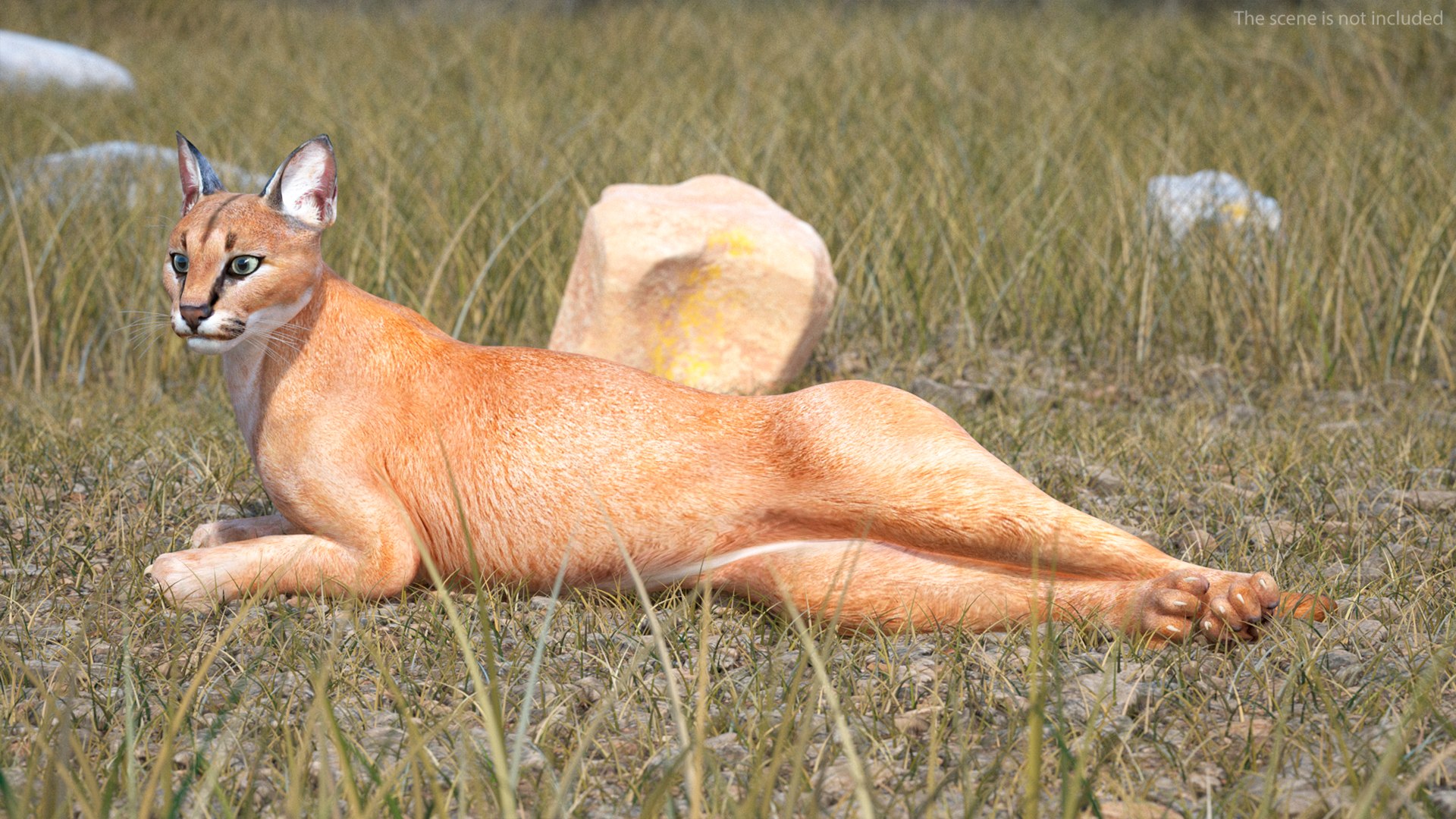 Caracal Cat Resting Model - TurboSquid 2183315