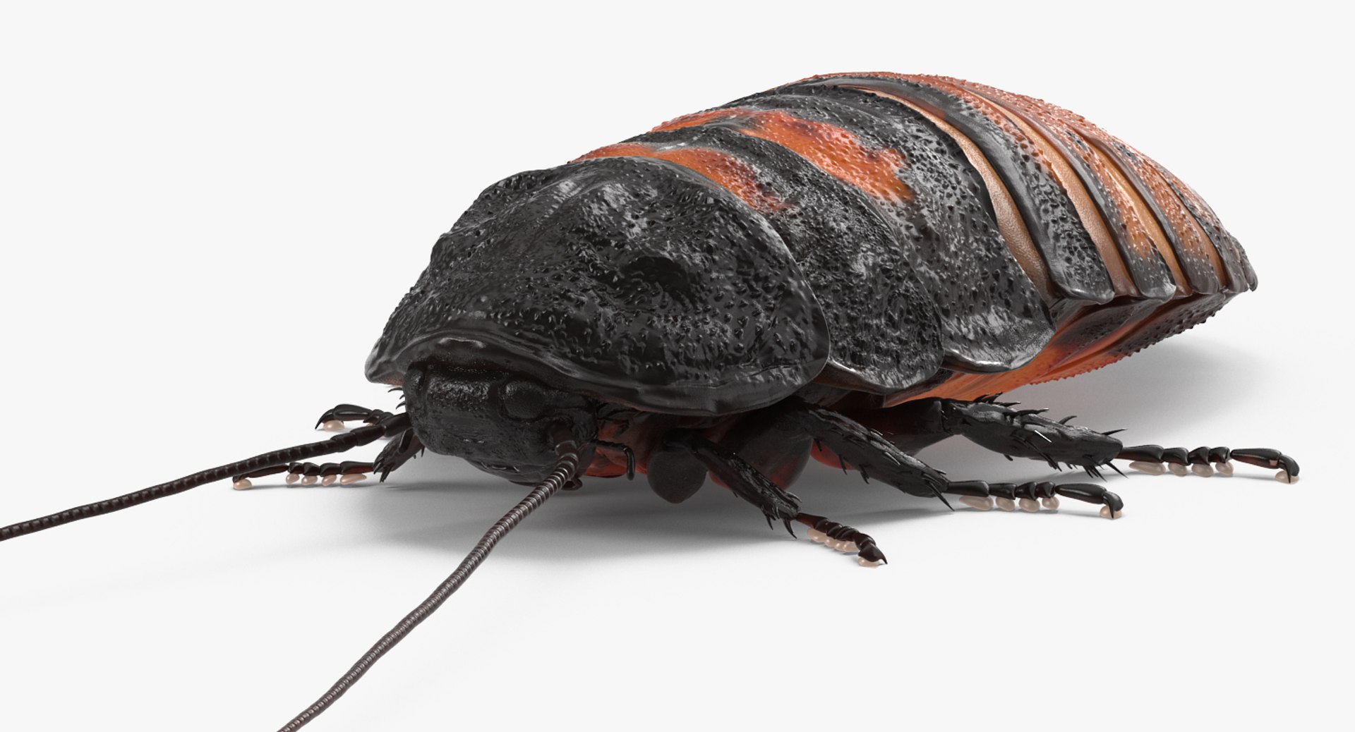 Cockroaches Rigged 3D - TurboSquid 1519391
