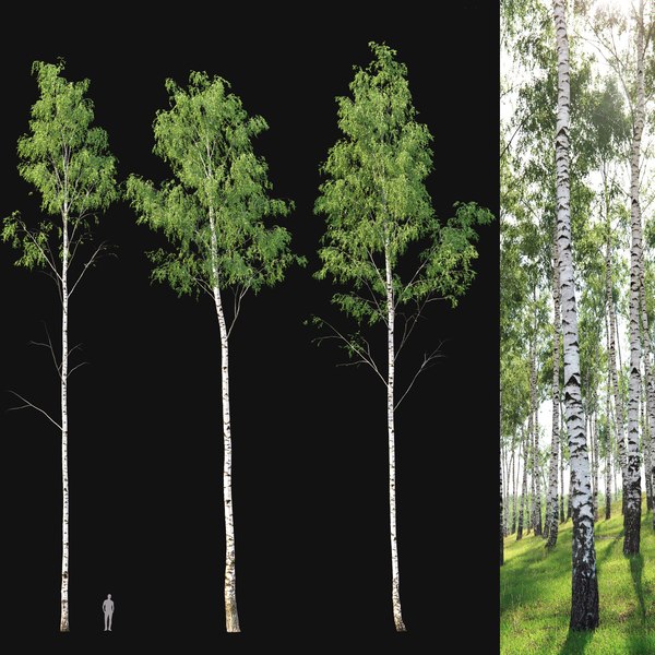 Birch forest part 11 3D - TurboSquid 1821264