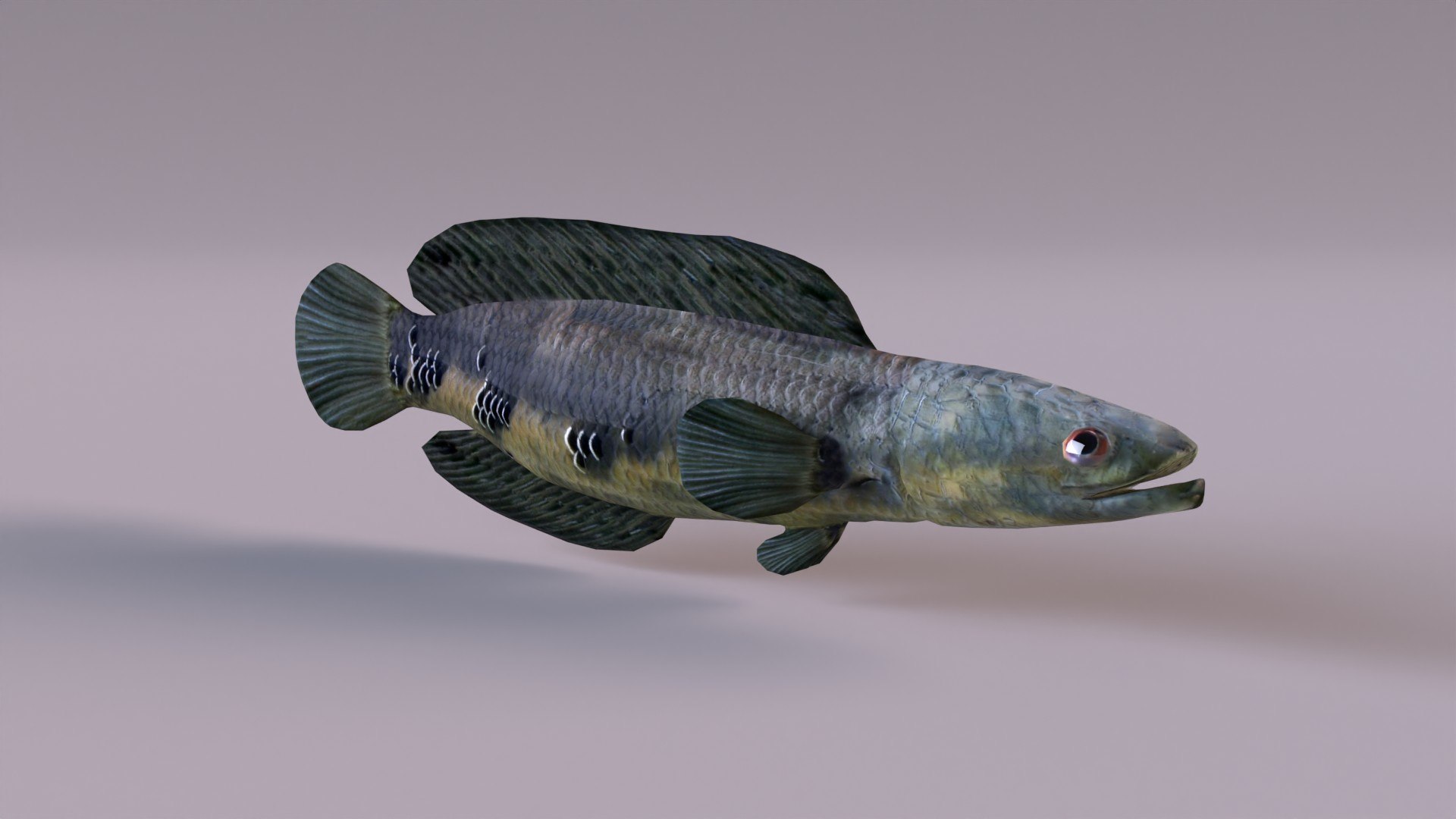 3D Snakeheads Fish Model - TurboSquid 1374427