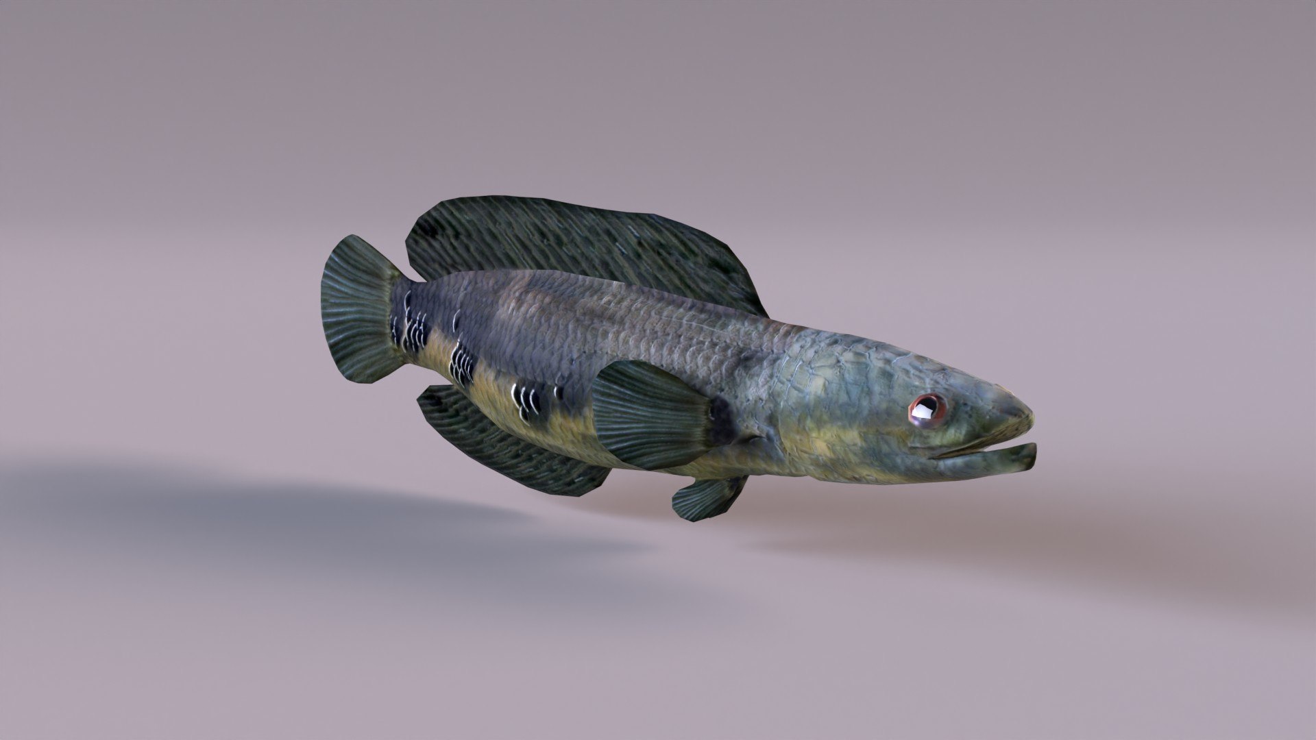 3D Snakeheads Fish Model - TurboSquid 1374427