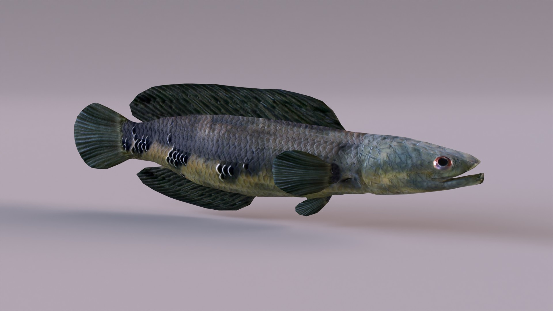 3D Snakeheads Fish Model - TurboSquid 1374427