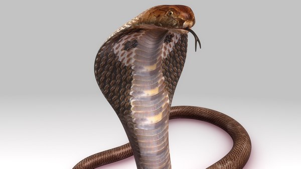 Snake Head 3D Models for Download | TurboSquid