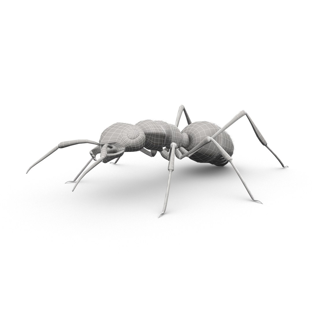 Ant Rig Animation 3D - TurboSquid 1311970