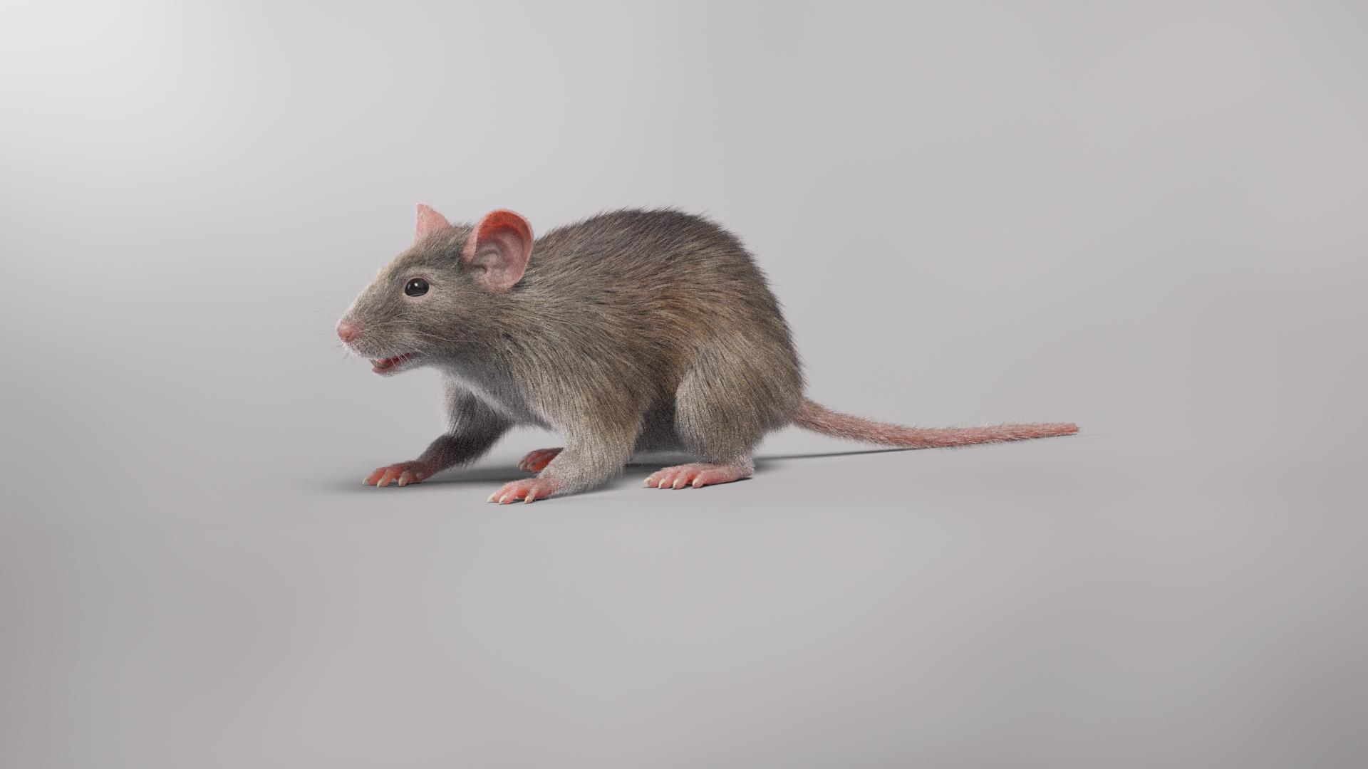3D House Mouse Fur Hair Model - TurboSquid 1671870