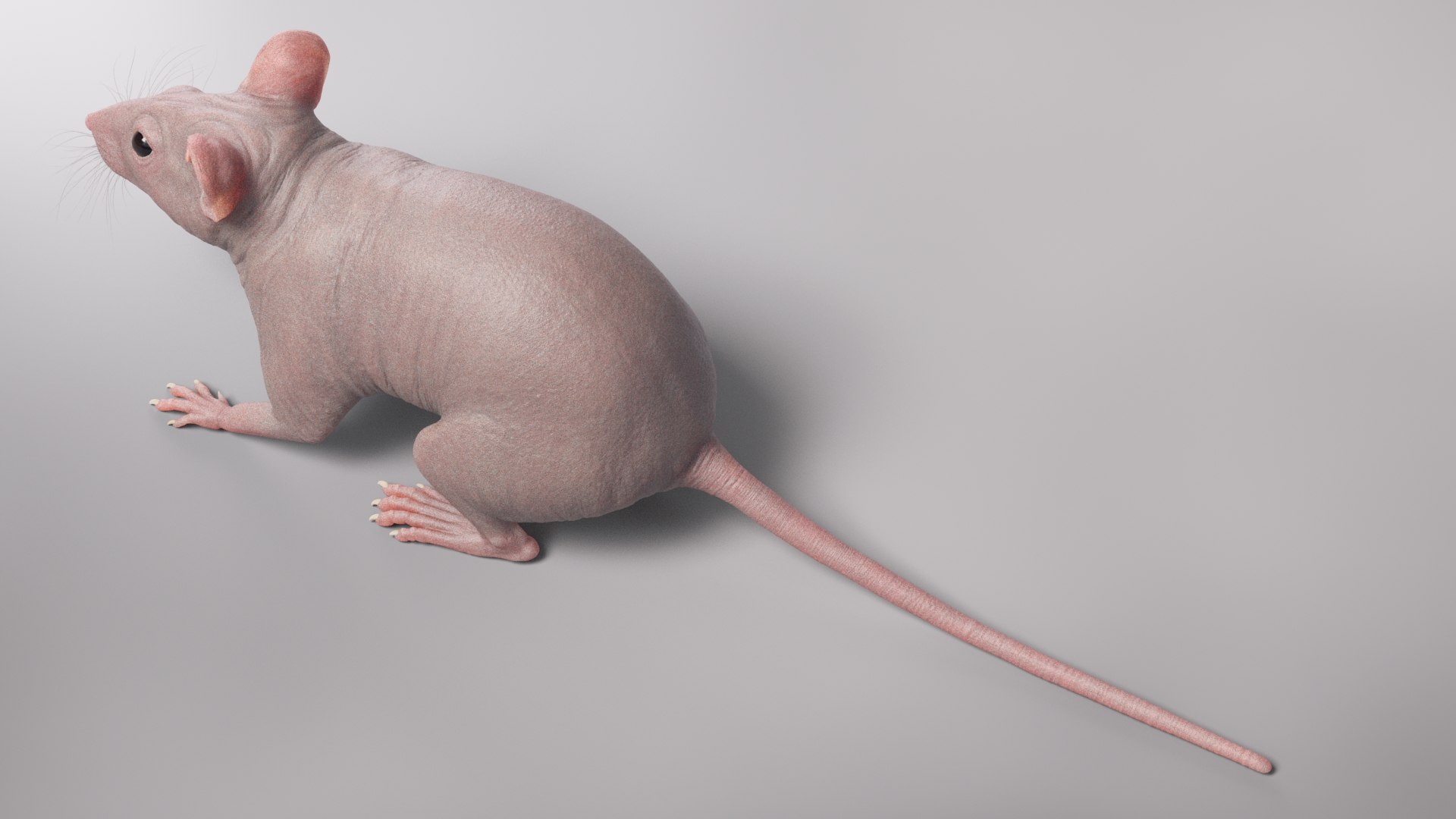 3D house mouse fur hair model - TurboSquid 1671870