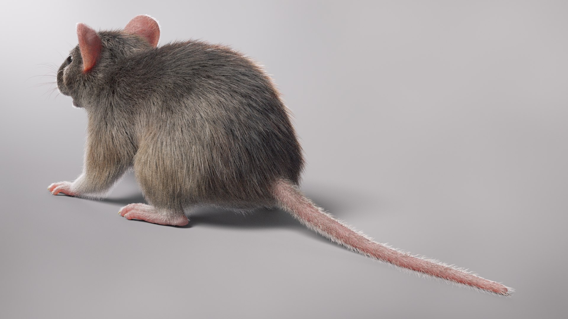 3D House Mouse Fur Hair Model - TurboSquid 1671870