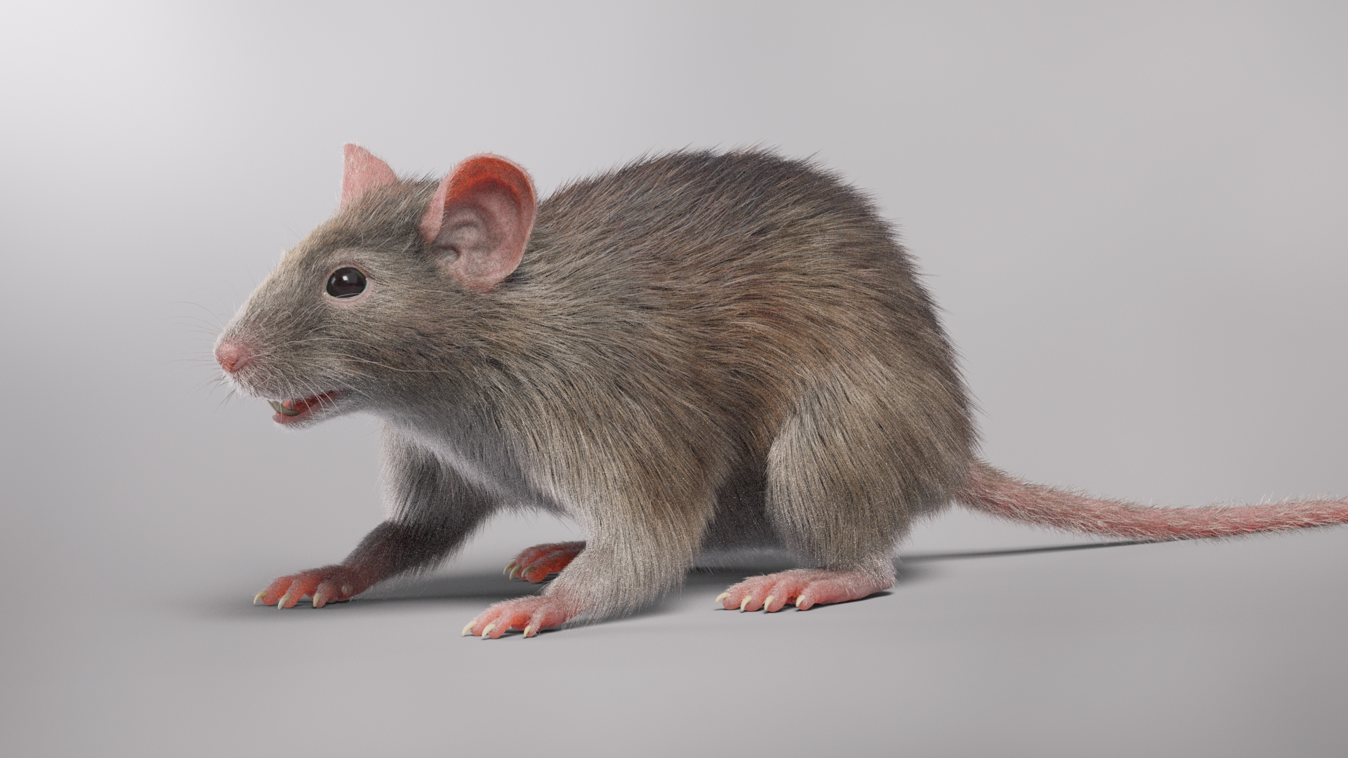 3D House Mouse Fur Hair Model - TurboSquid 1671870
