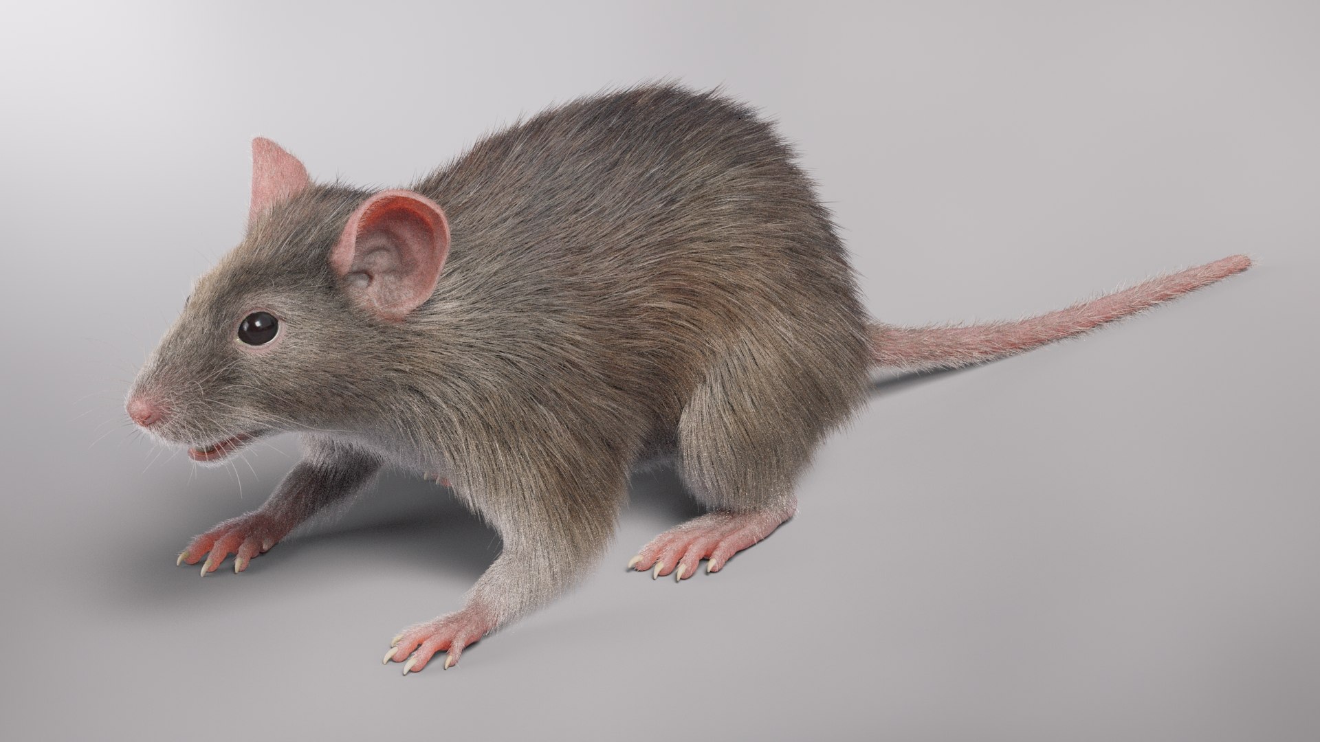 3D House Mouse Fur Hair Model - TurboSquid 1671870