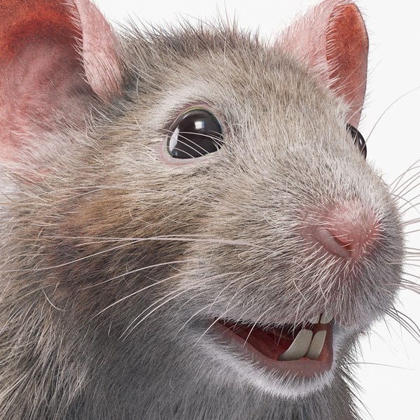 Free 3D Mouse Models | TurboSquid