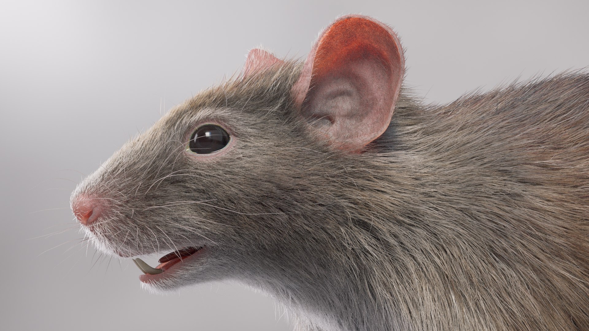 3D house mouse fur hair model - TurboSquid 1671870
