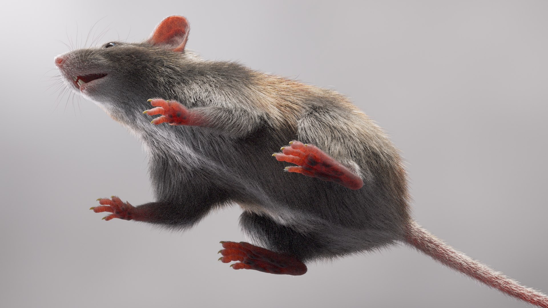 3D House Mouse Fur Hair Model - TurboSquid 1671870