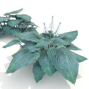 Hosta 3D Models for Download | TurboSquid