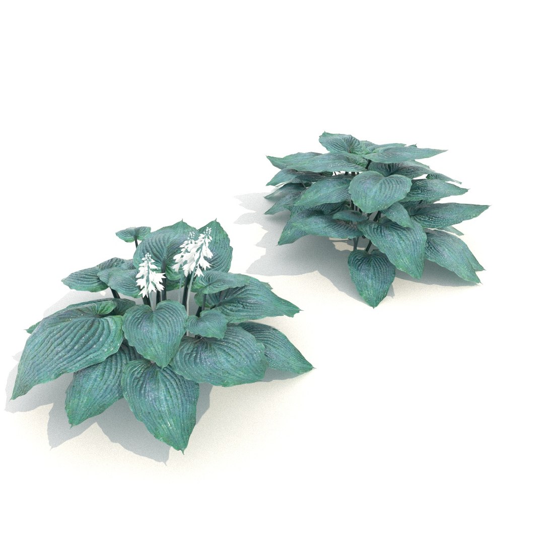 Hosta Blue Angel 3D Model - TurboSquid 1194636