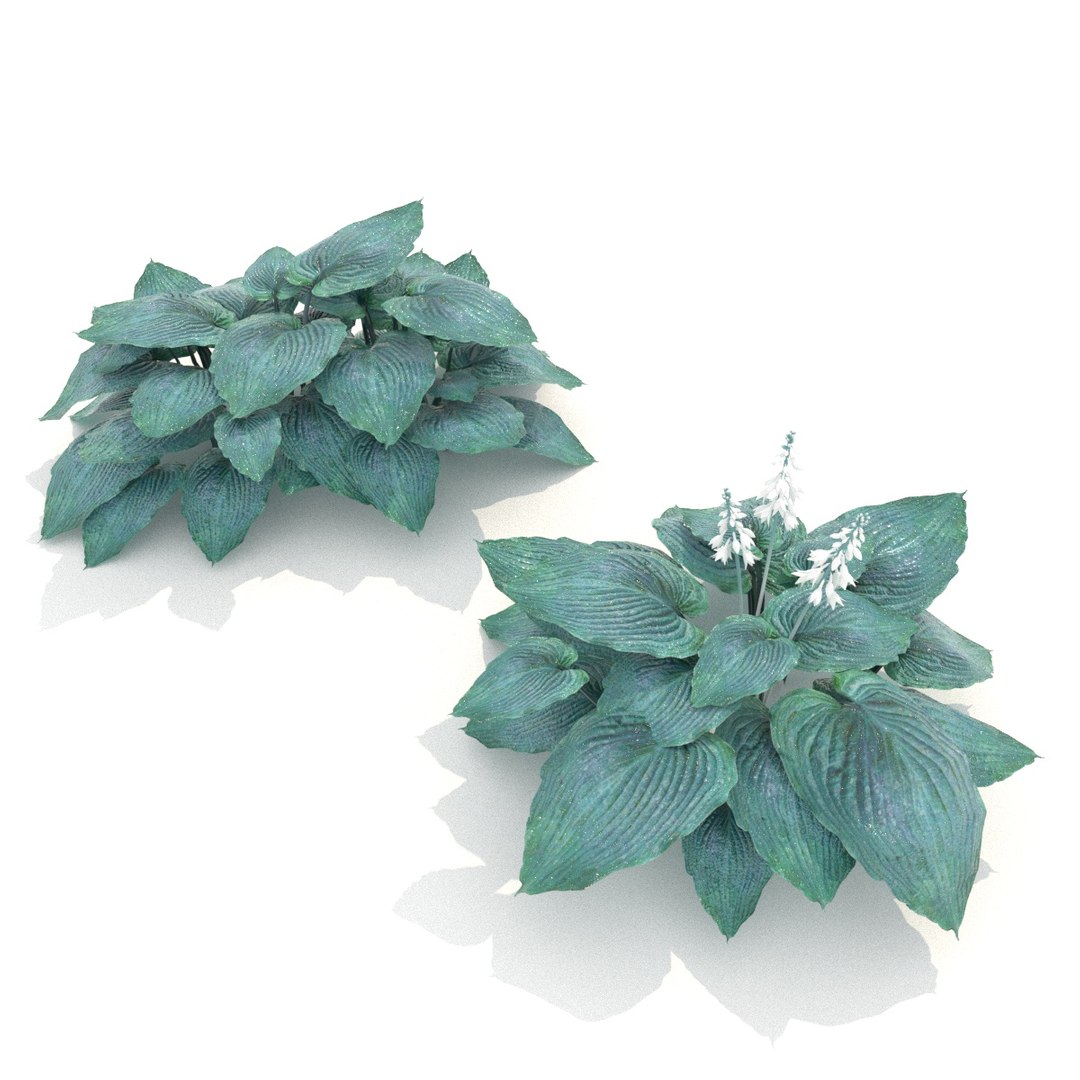 Hosta Blue Angel 3D Model - TurboSquid 1194636