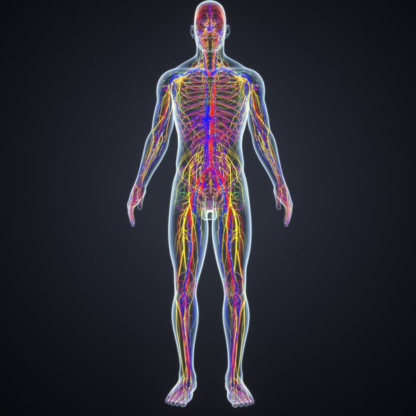 3d artery dissection animation model