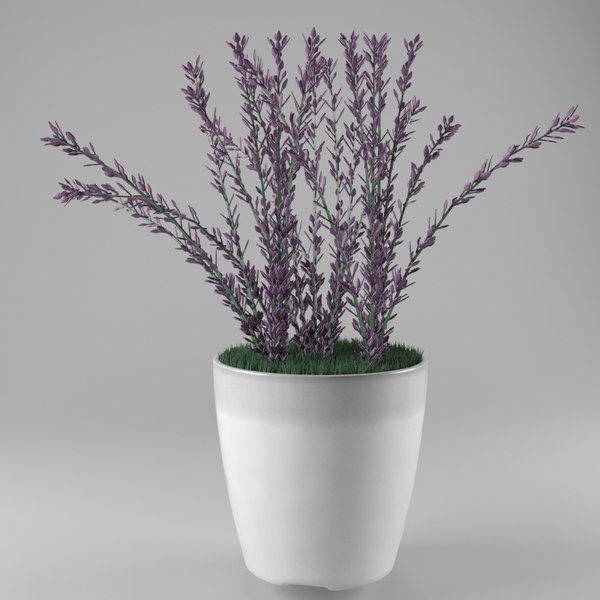 3D Lavender Models | TurboSquid