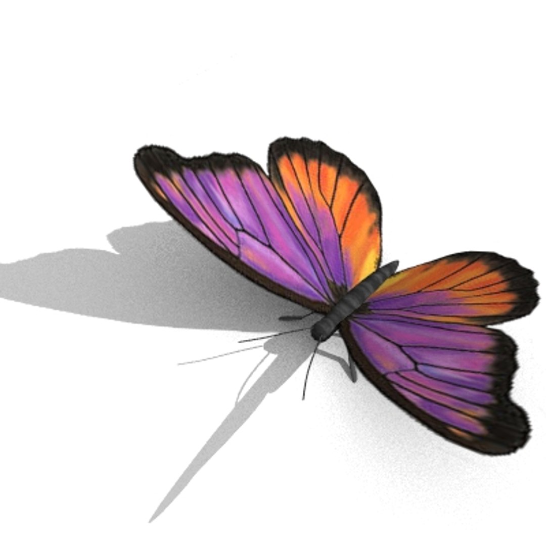 Butterfly 3d Model