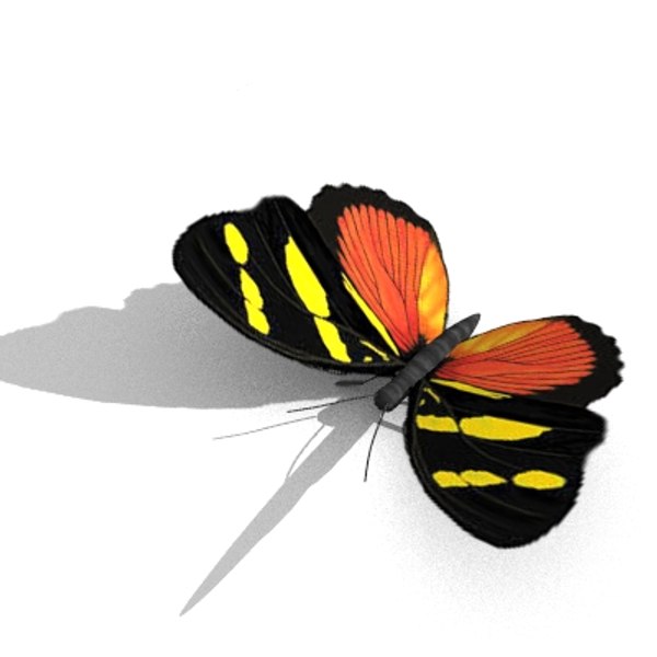 butterfly 3d model