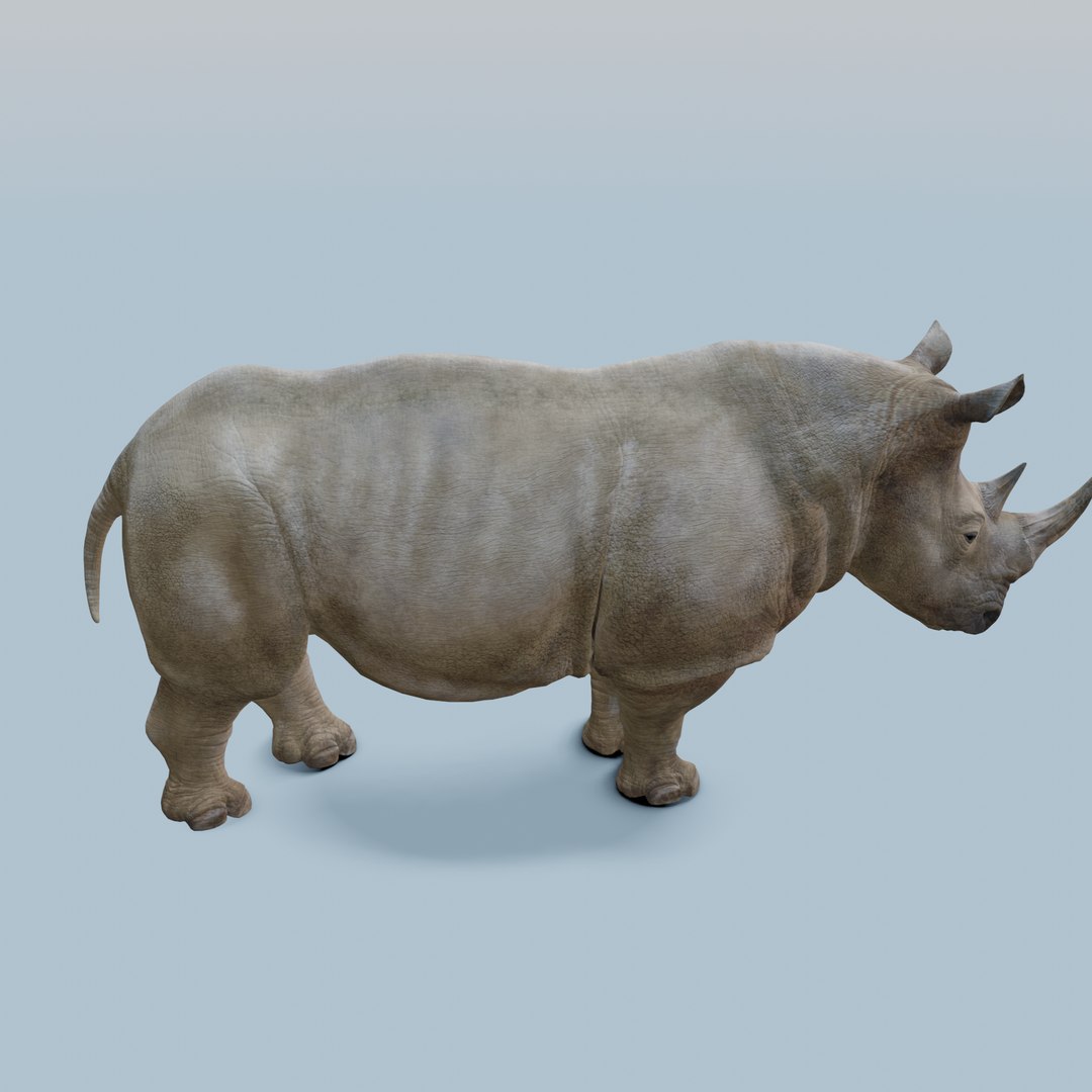 3D Model Gray Rhino 3D Model Animated - TurboSquid 2267723