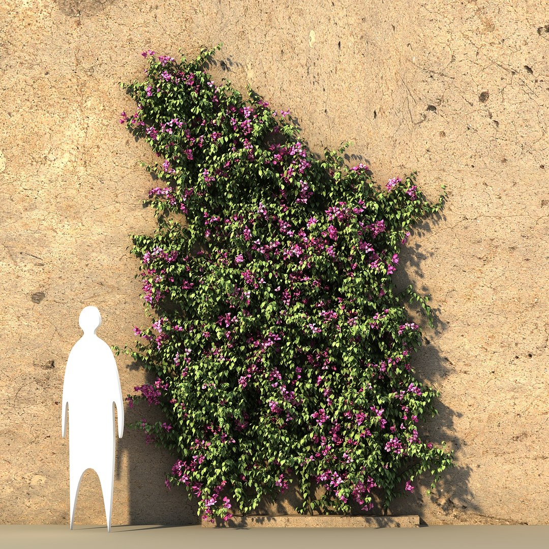 Max Plant Flower
