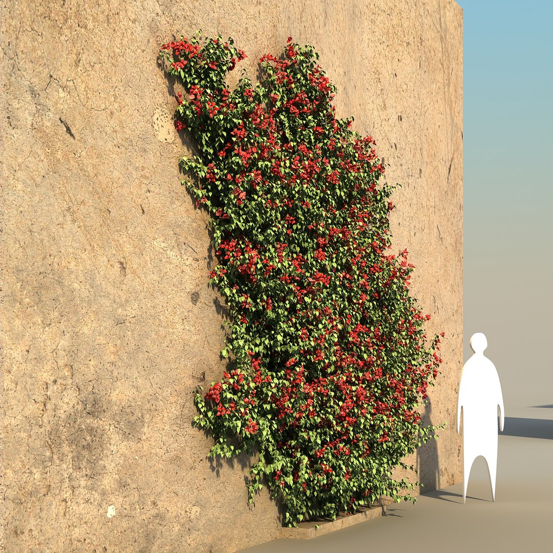 Max Plant Flower