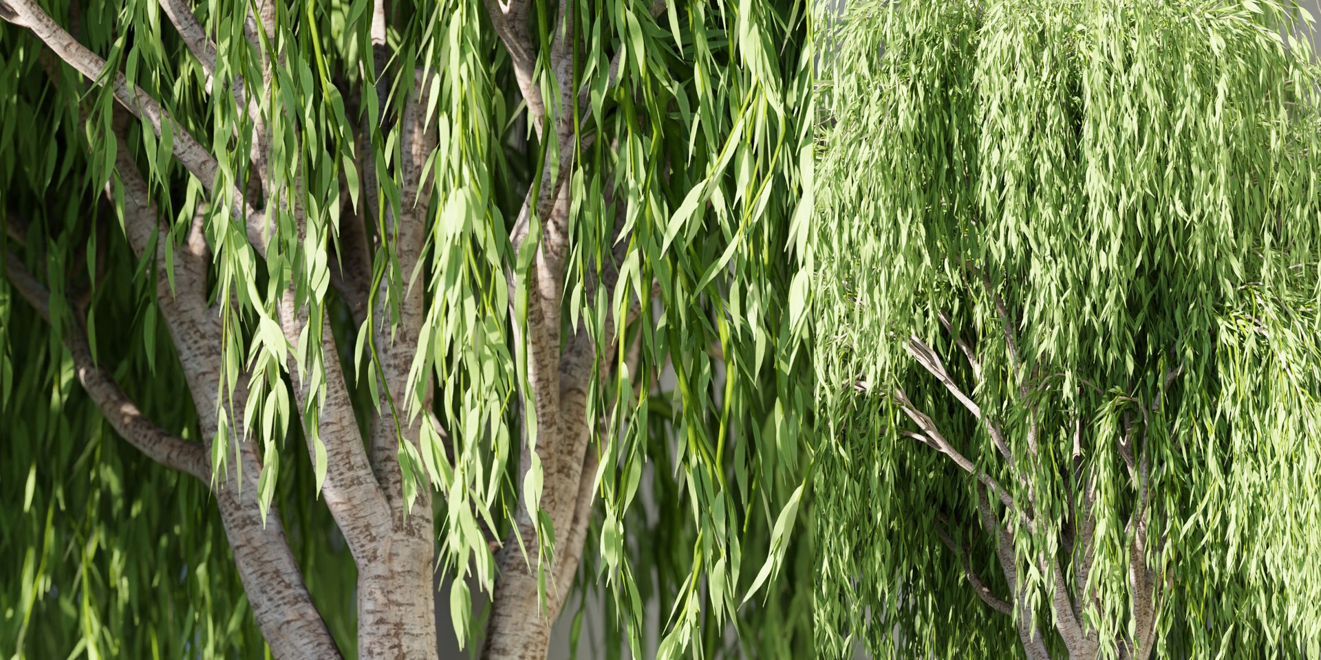 3D Willow Trees Collection Vol 40-Blender Model - TurboSquid 2114184