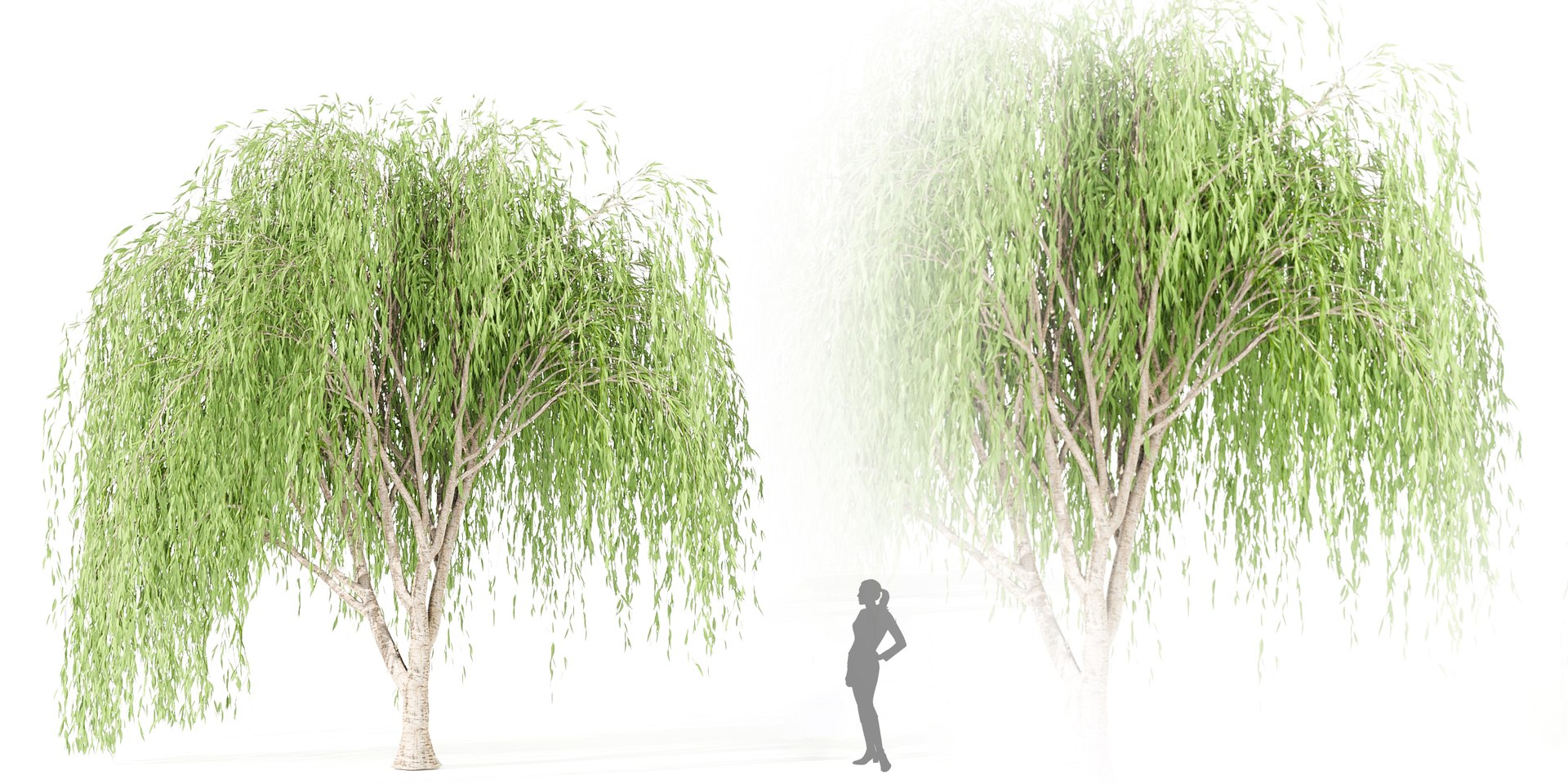 3D Willow Trees Collection Vol 40-Blender Model - TurboSquid 2114184