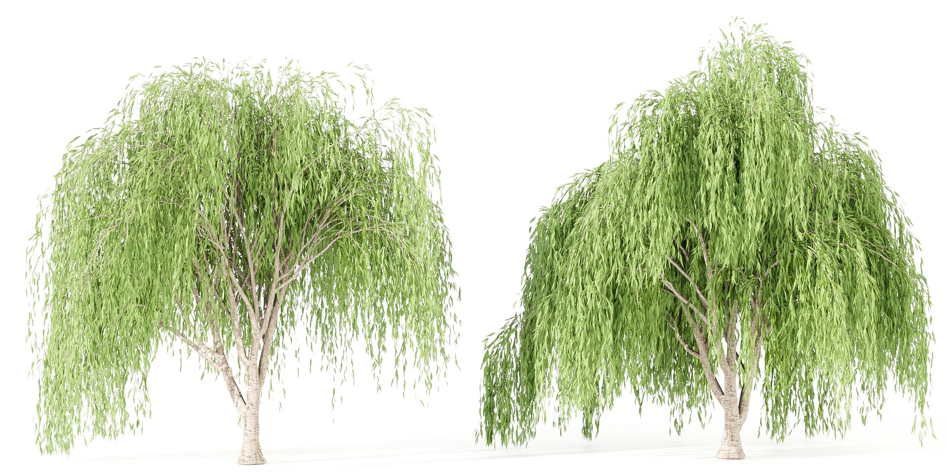 3D Willow Trees Collection Vol 40-Blender Model - TurboSquid 2114184