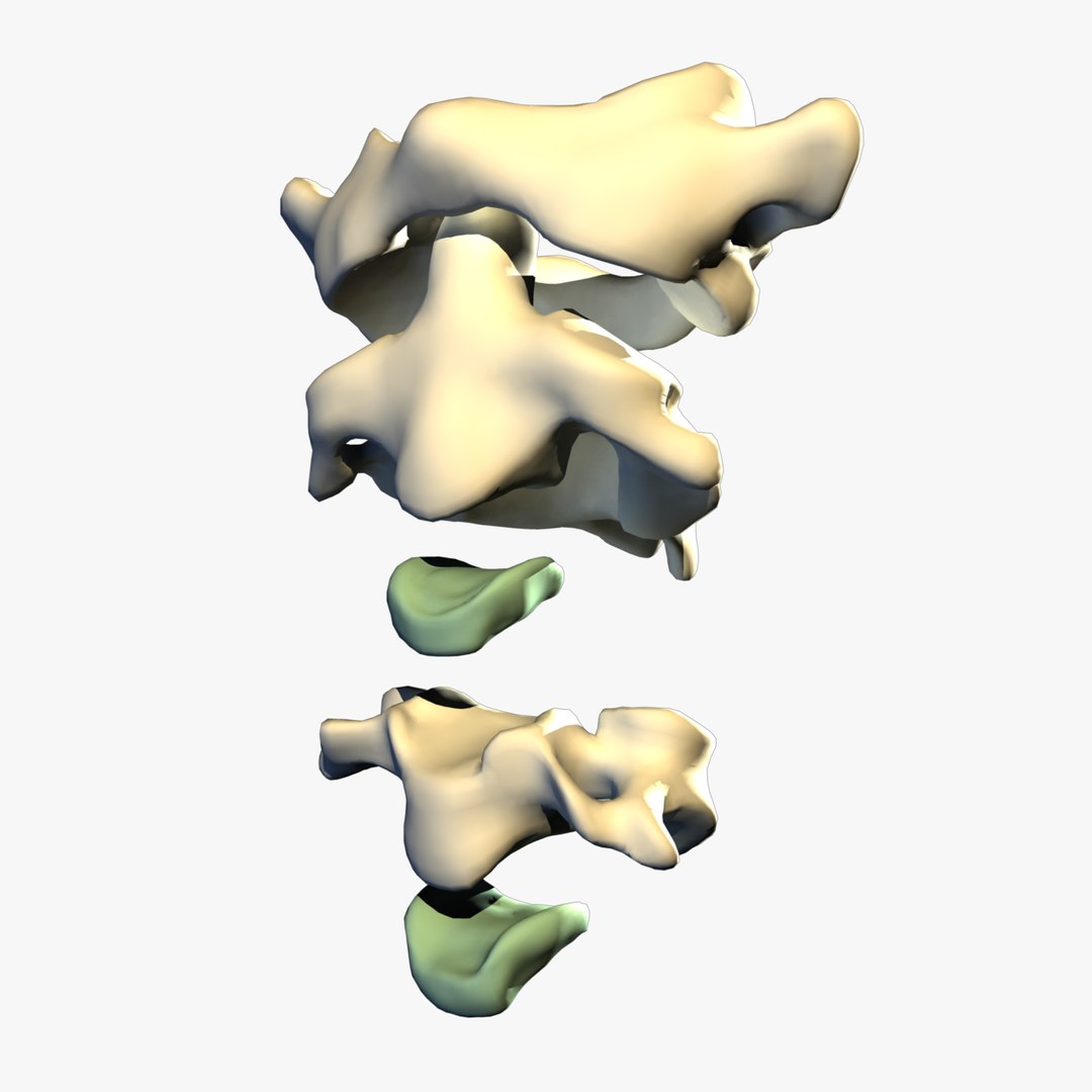 Spine Mapping 3d Model