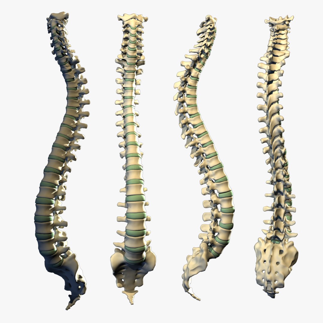Spine Mapping 3d Model