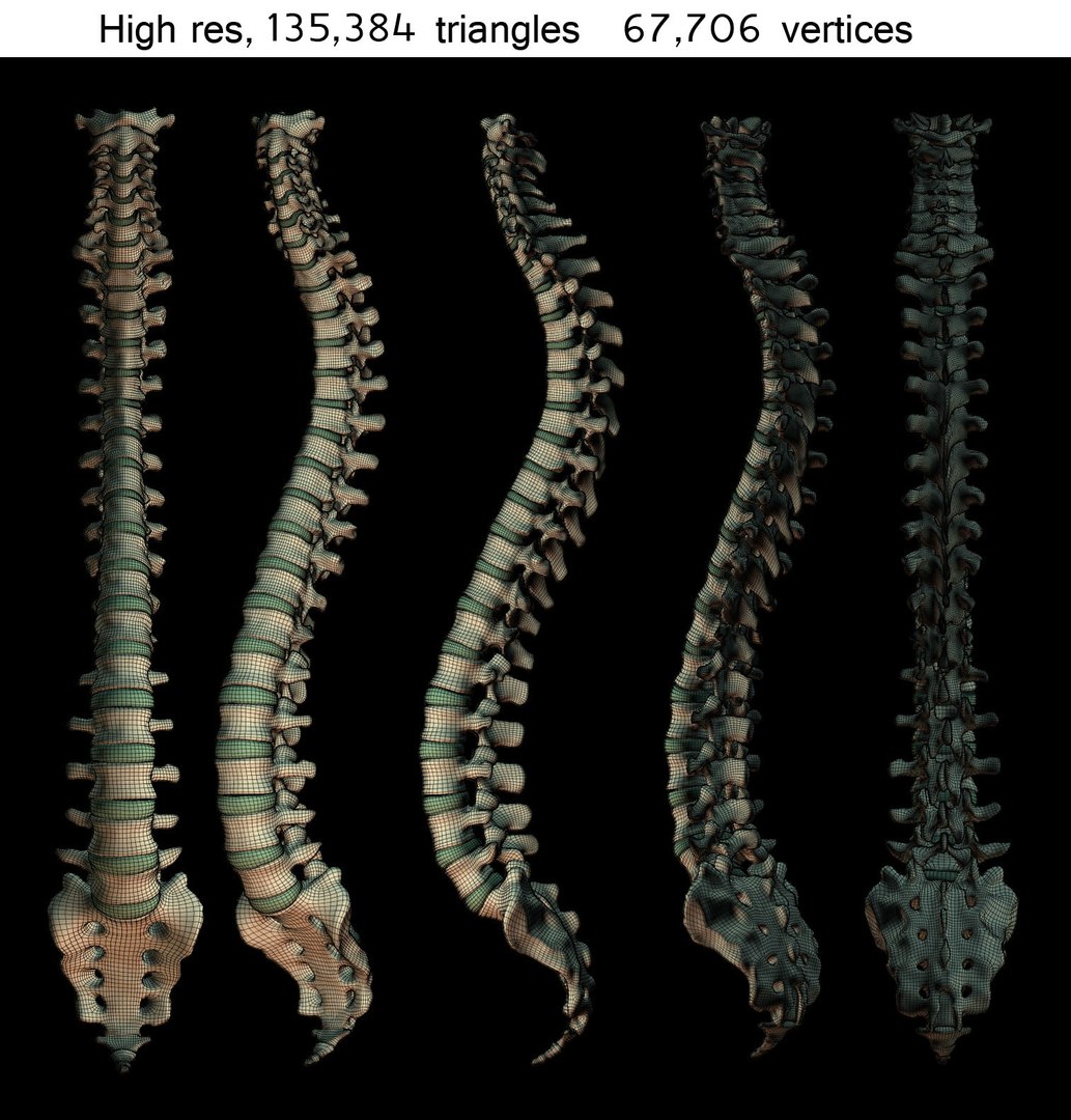 Spine Mapping 3d Model