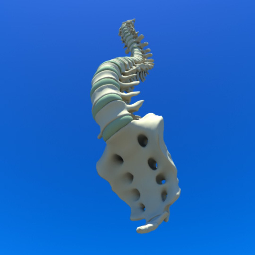 Spine Mapping 3d Model