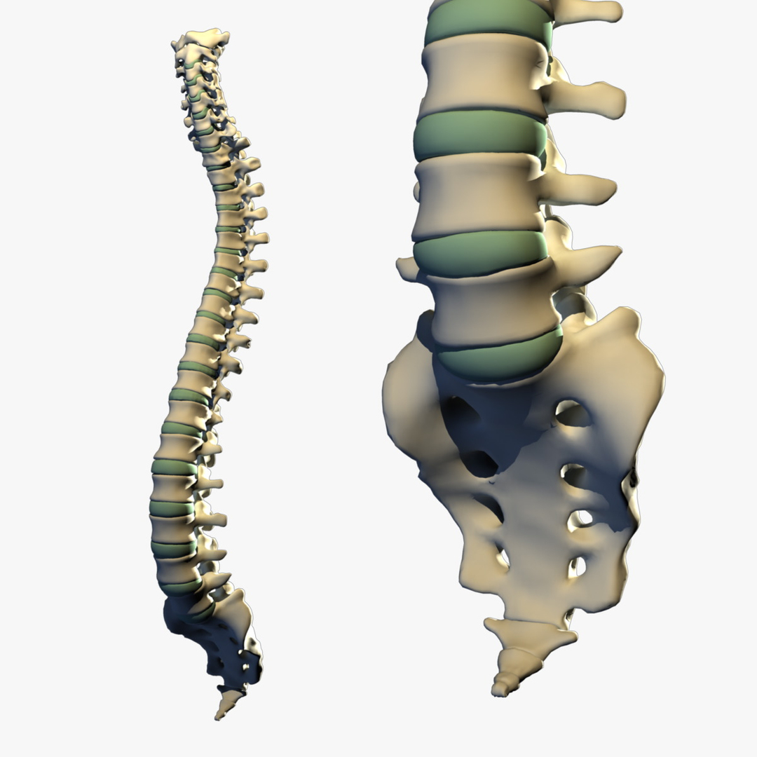 Spine Mapping 3d Model