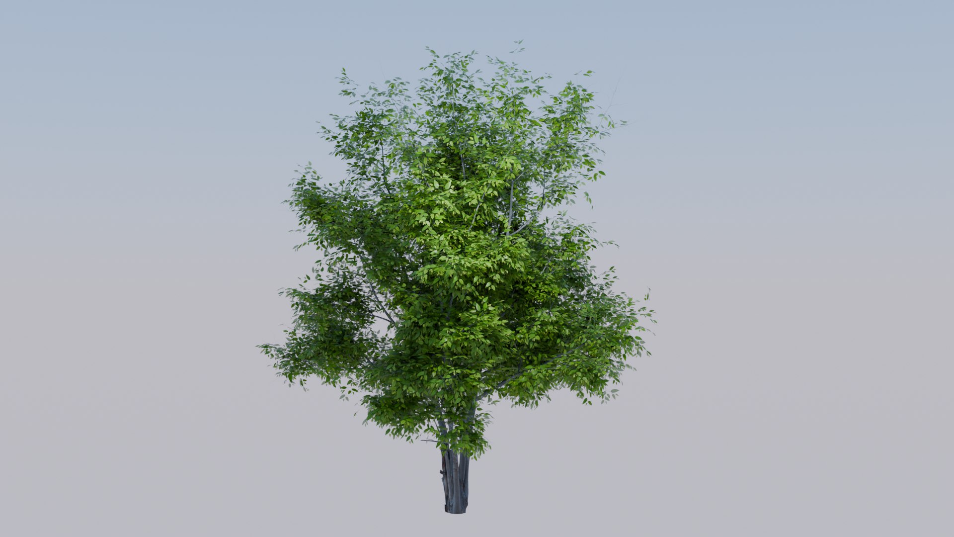 3D Alee Chinese Elm Tree Summer Tree - TurboSquid 2460653