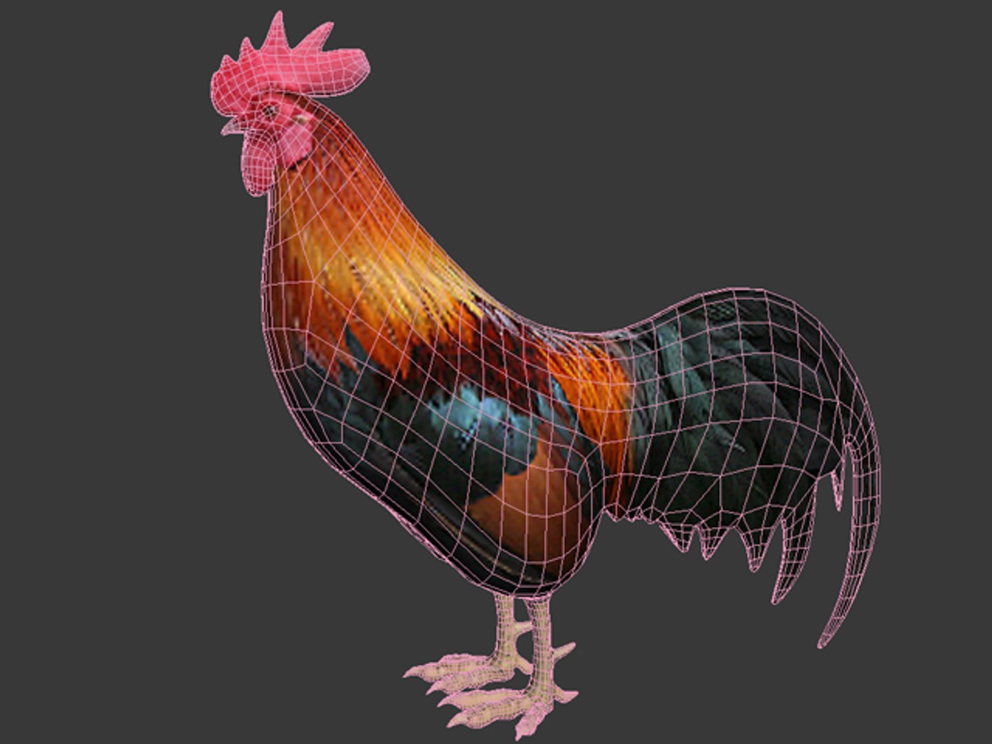 Rooster 3d Model