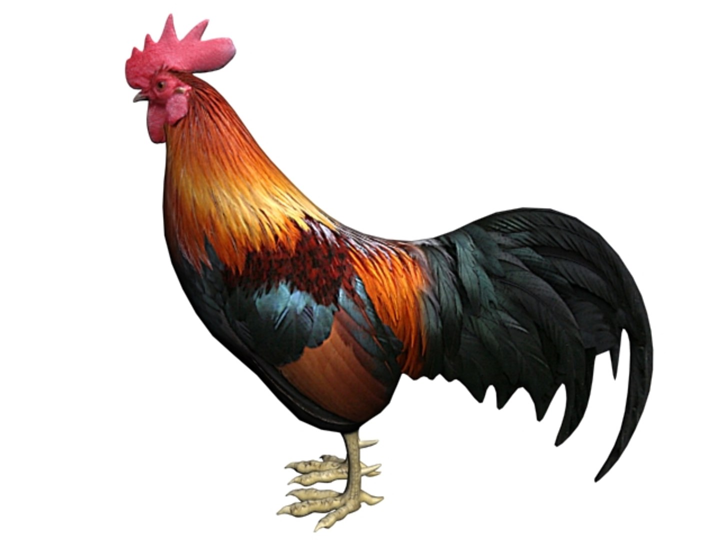Rooster 3d Model