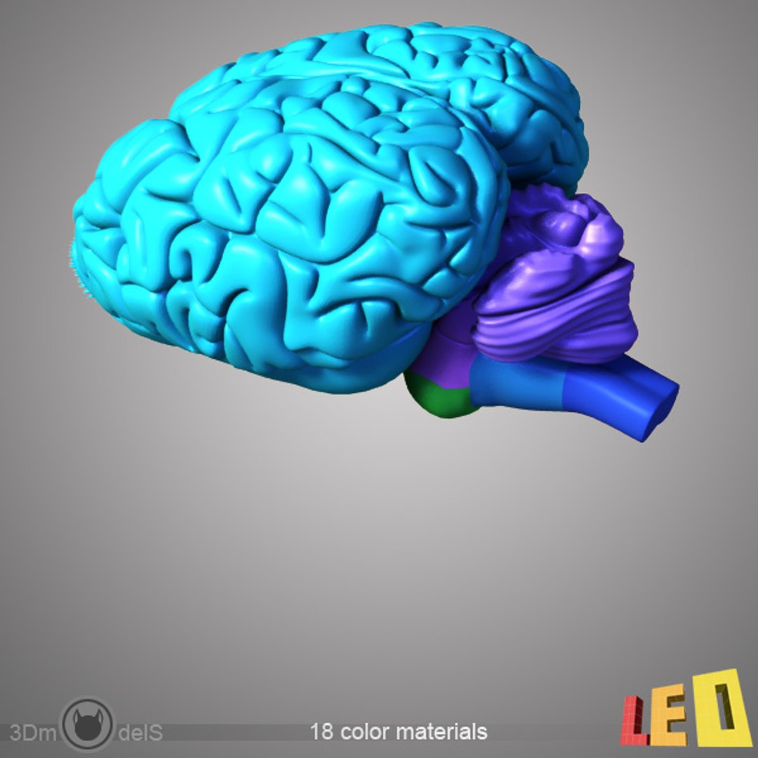 3d Horse Brain Model