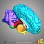 3d Horse Brain Model