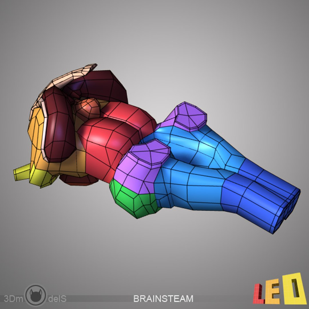 3d Horse Brain Model