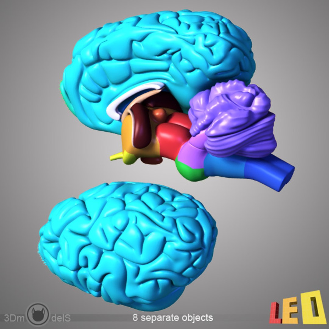 3d Horse Brain Model