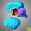 3d horse brain model