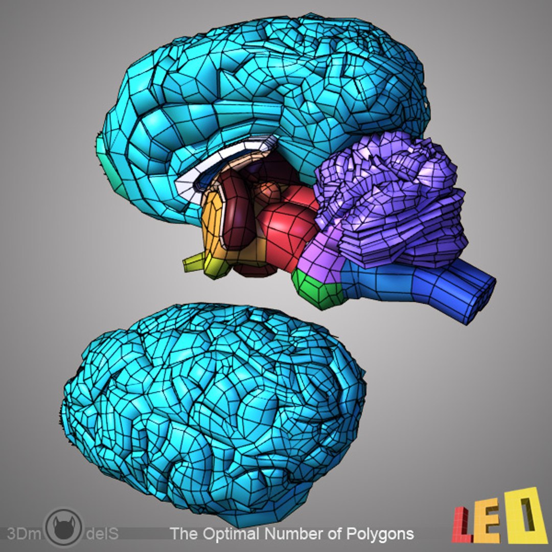 3d Horse Brain Model
