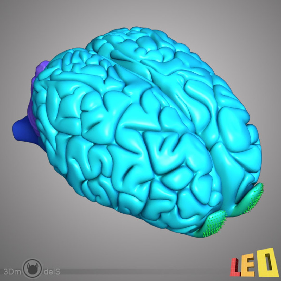 3d Horse Brain Model