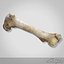 Bull Femur Bone 3ds
