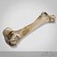 Bull Femur Bone 3ds
